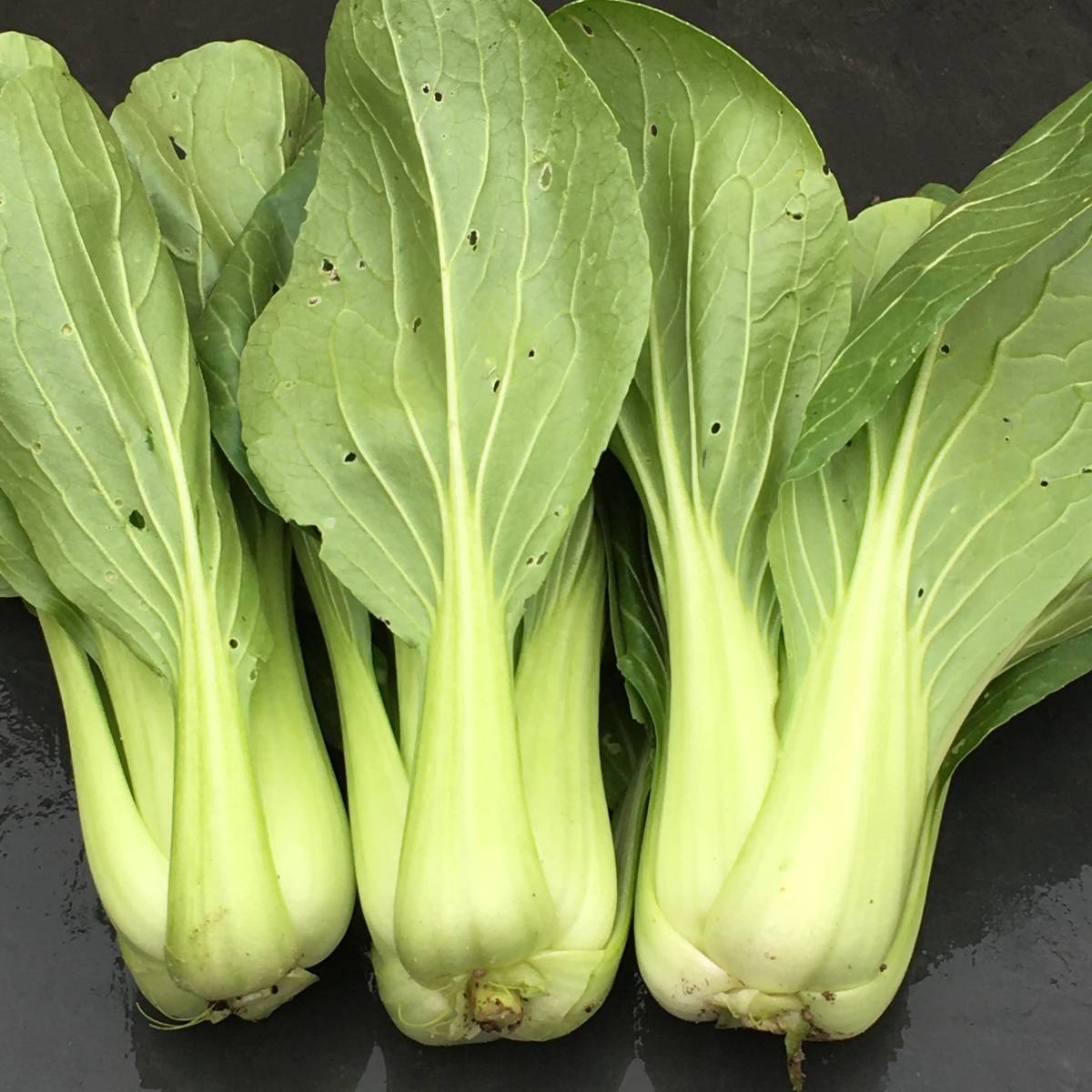 1 kg de choux chinois Pak-choï